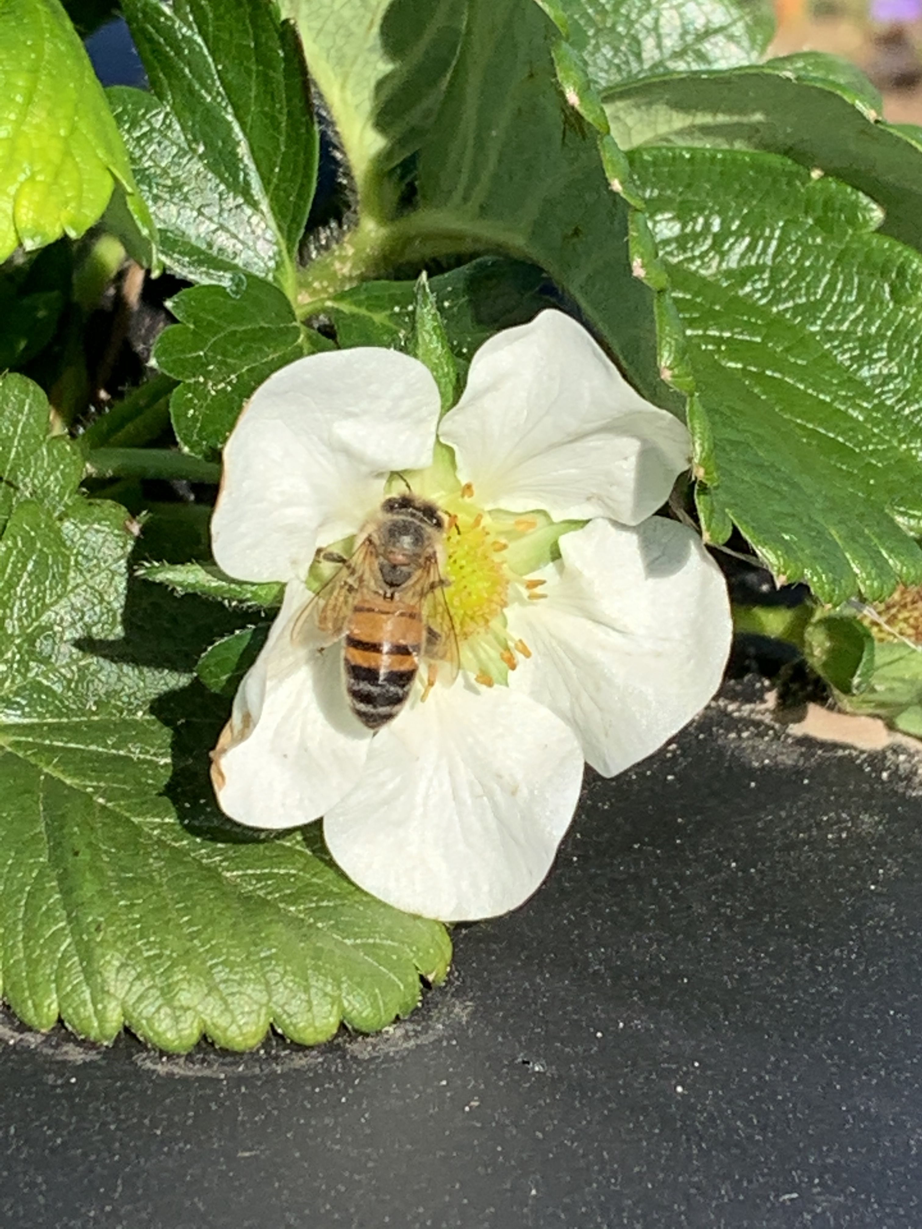 Growing Methods – Pecan Creek Strawberry Farm
