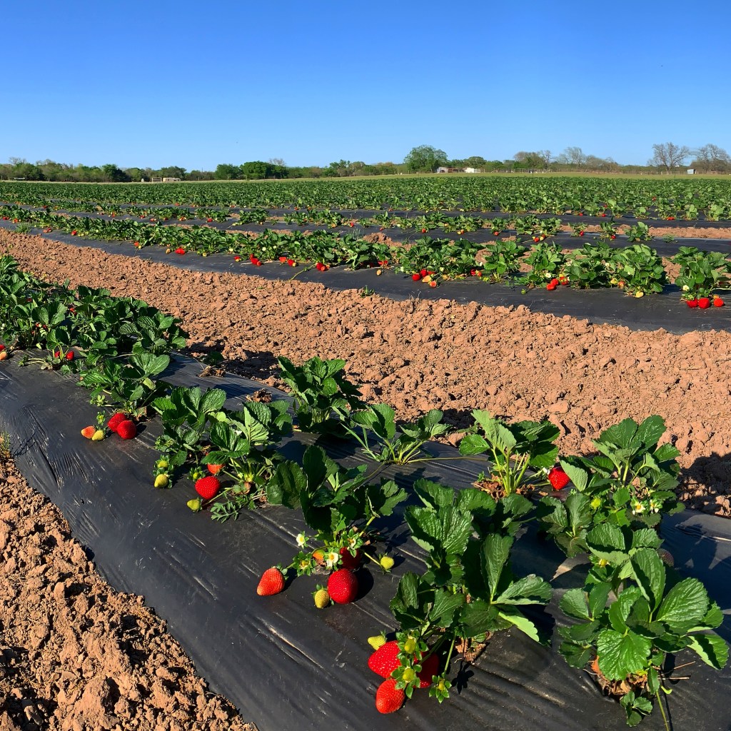 Pecan Creek Strawberry Farm