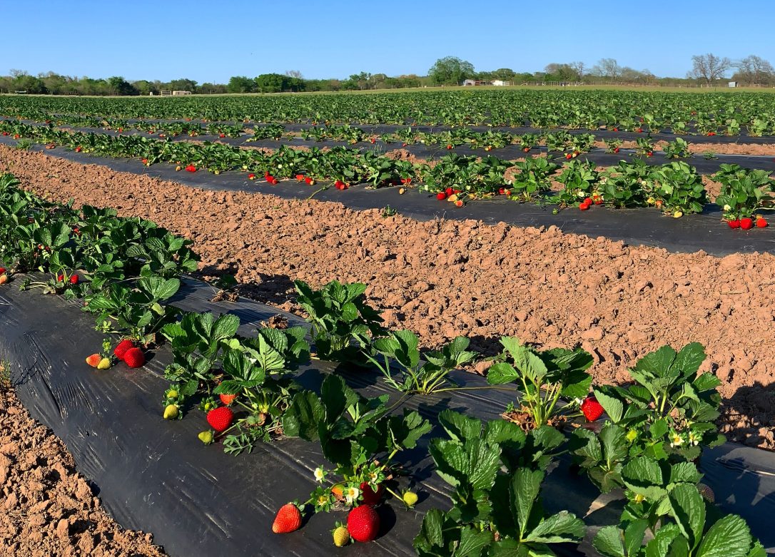 Pecan Creek Strawberry Farm