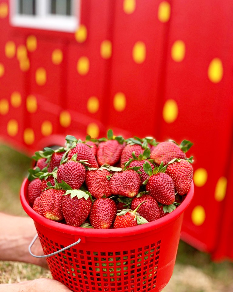 Pecan Creek Strawberry Farm