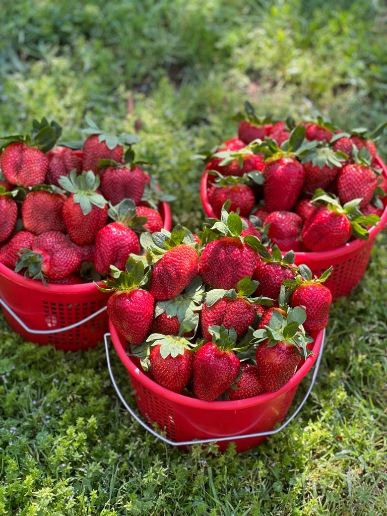 Pricing – Pecan Creek Strawberry Farm